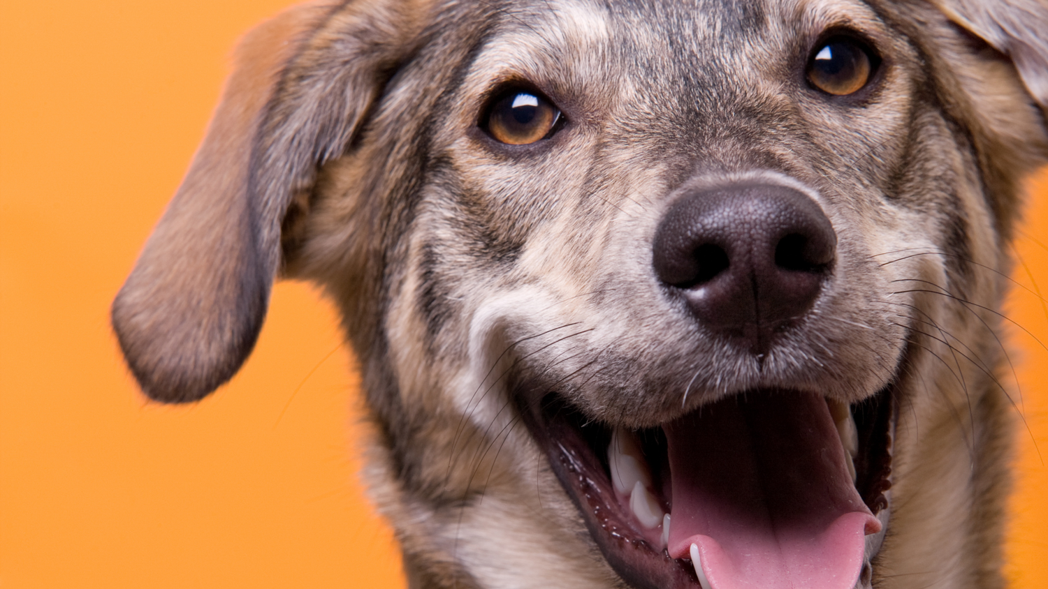 Mga Kakailanganin para sa Aso: Listahan ng Mga Kailangan – Pawsh