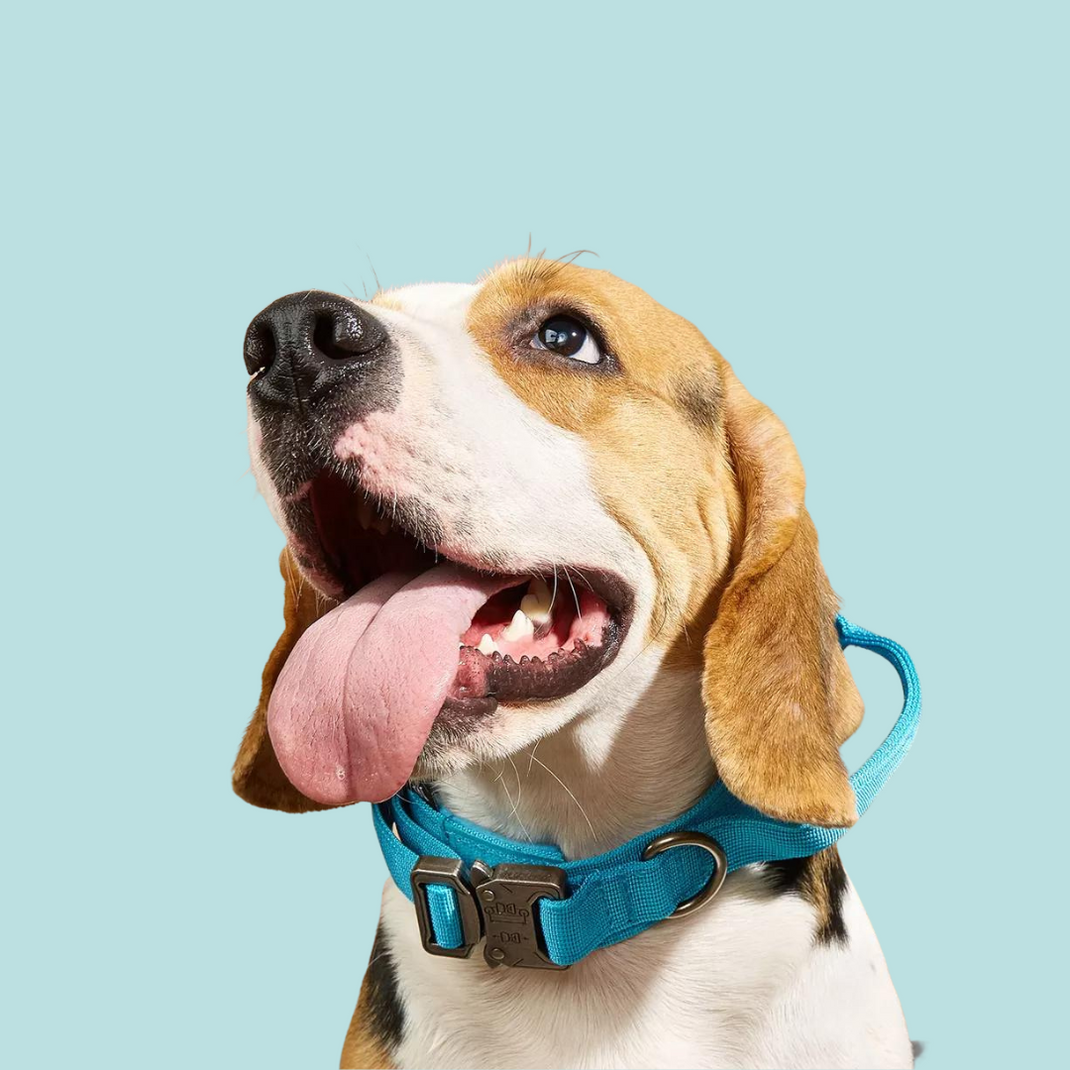 Pawsh Premium Pet Supplies and Accessories